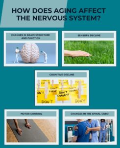 How Does Aging Affect the Nervous System? | PureHealth Research