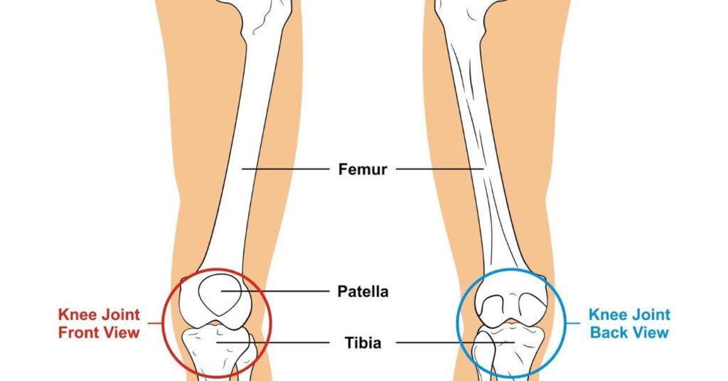 What Bones Make Up the Knee Joint? | PureHealth Research