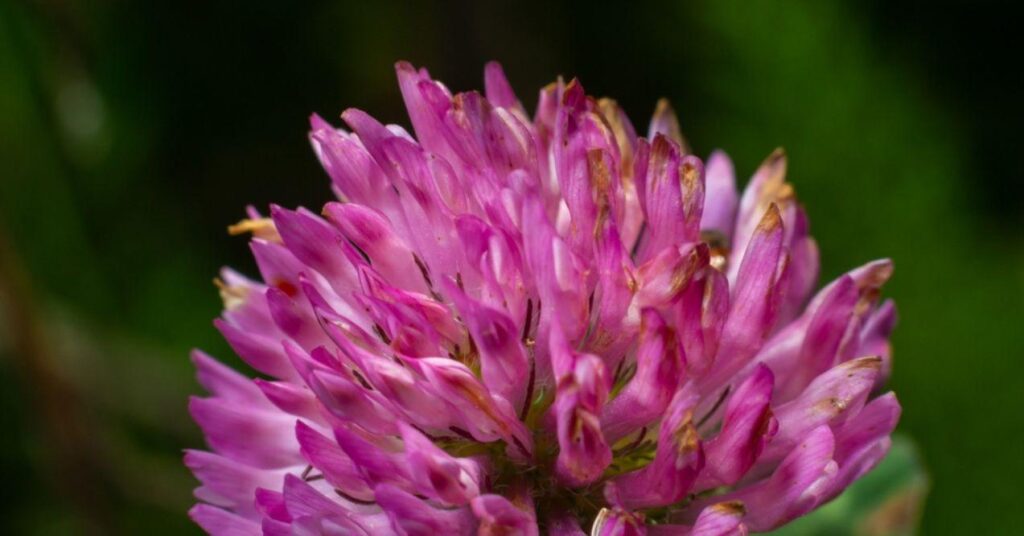 7 Best Herbs for Lymphatic System | PureHealth Research