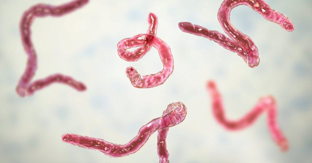 How Long Does Parasite Die Off Symptoms Last