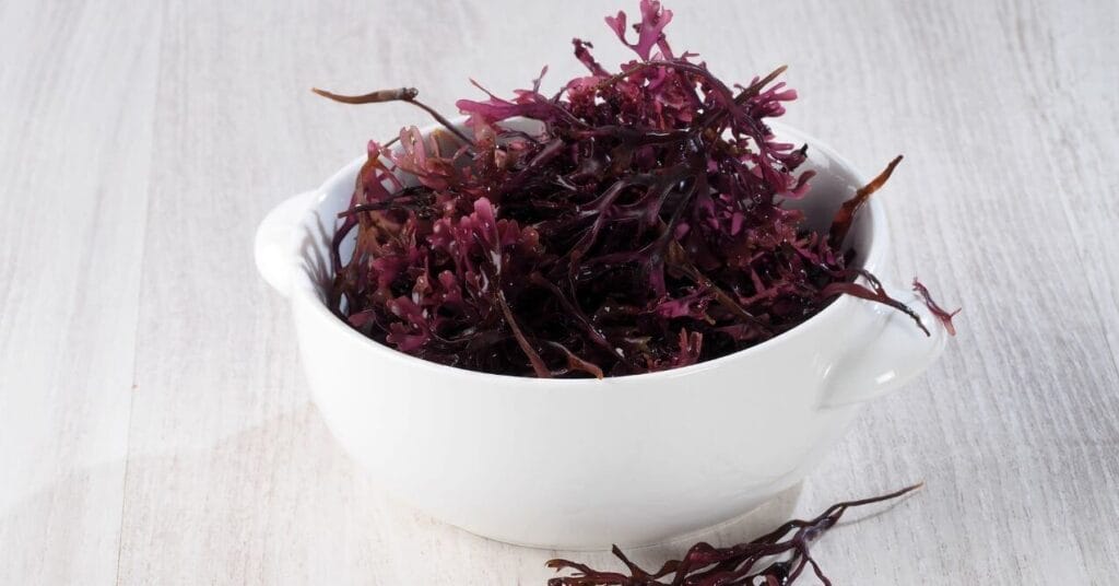 Is Irish Moss the Same as Sea Moss? | PureHealth Research