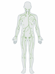 Lymphatic Drainage Map: How to Use for Self-Massage | PureHealth Research